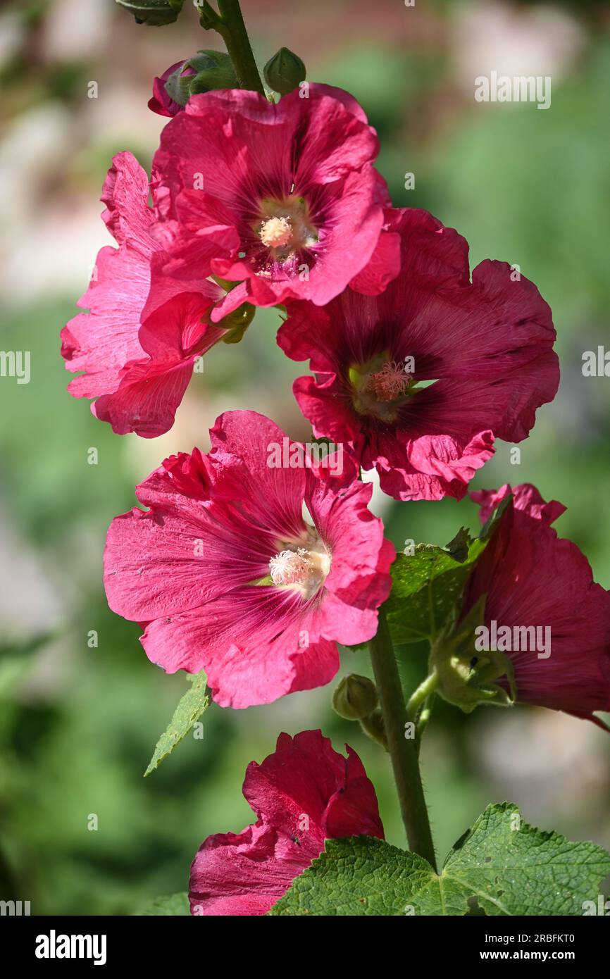 Annual mallow in garden hi-res stock photography and images - Alamy