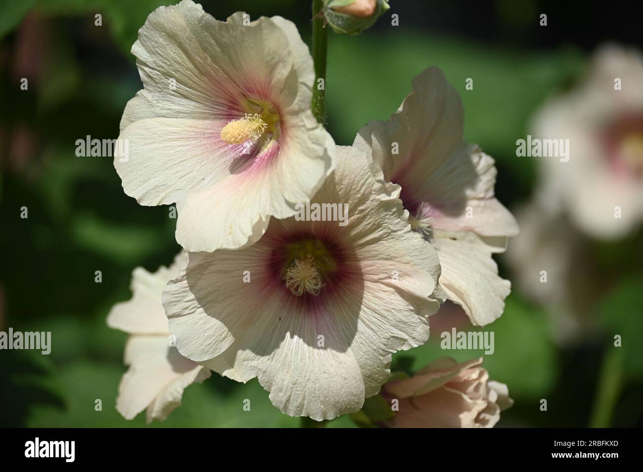 Annual mallow in garden hi-res stock photography and images - Alamy