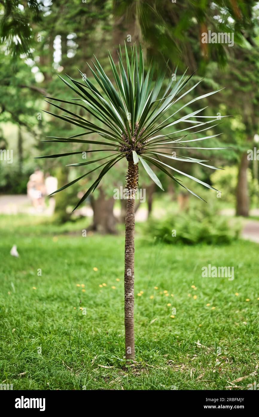 Thin trunk hi-res stock photography and images - Alamy