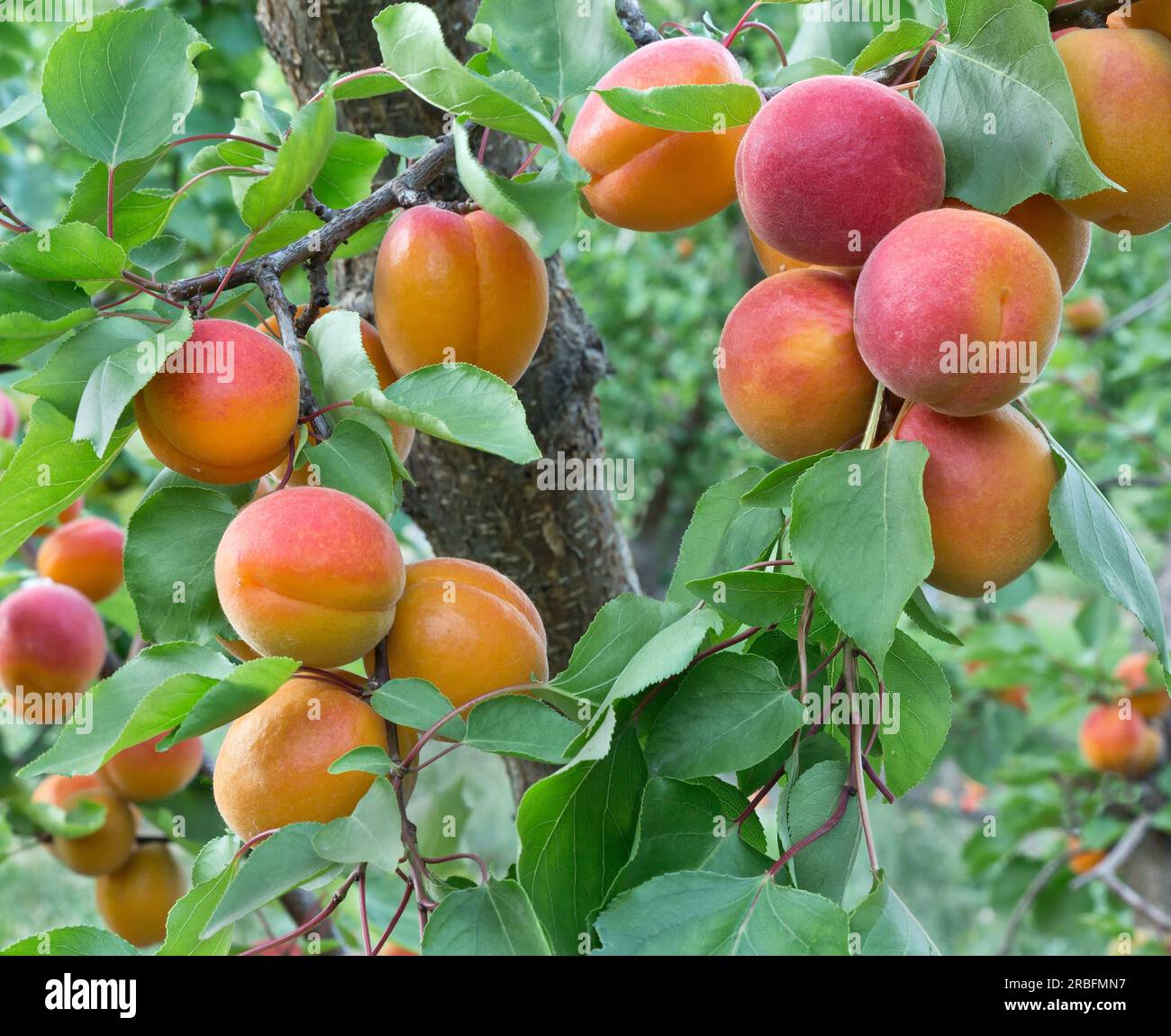 Prunus armenianca hi-res stock photography and images - Alamy