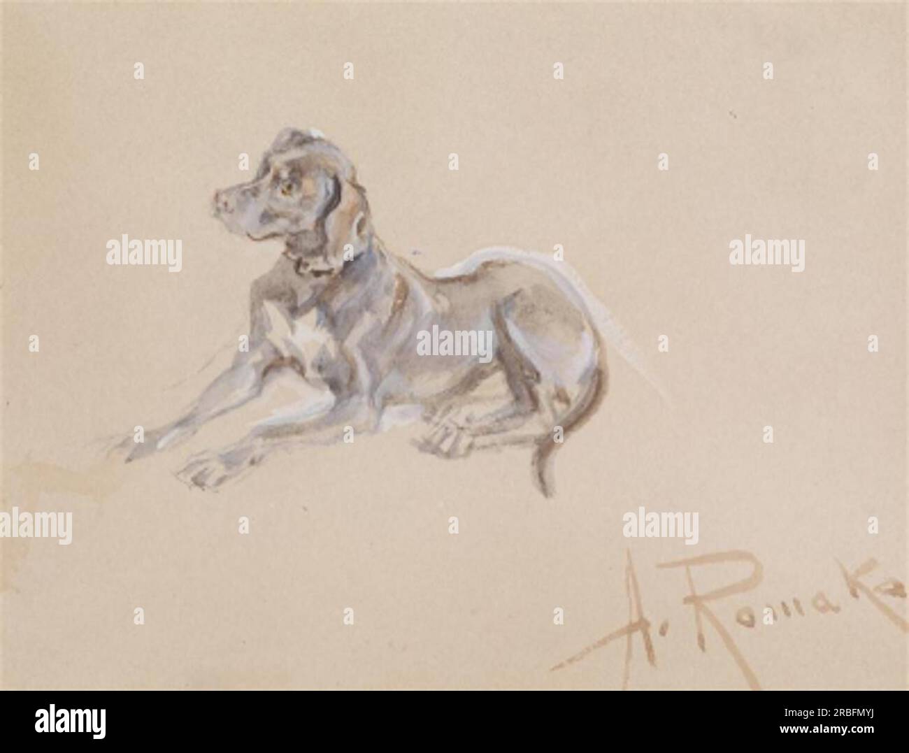 Study of a dog hi-res stock photography and images - Alamy