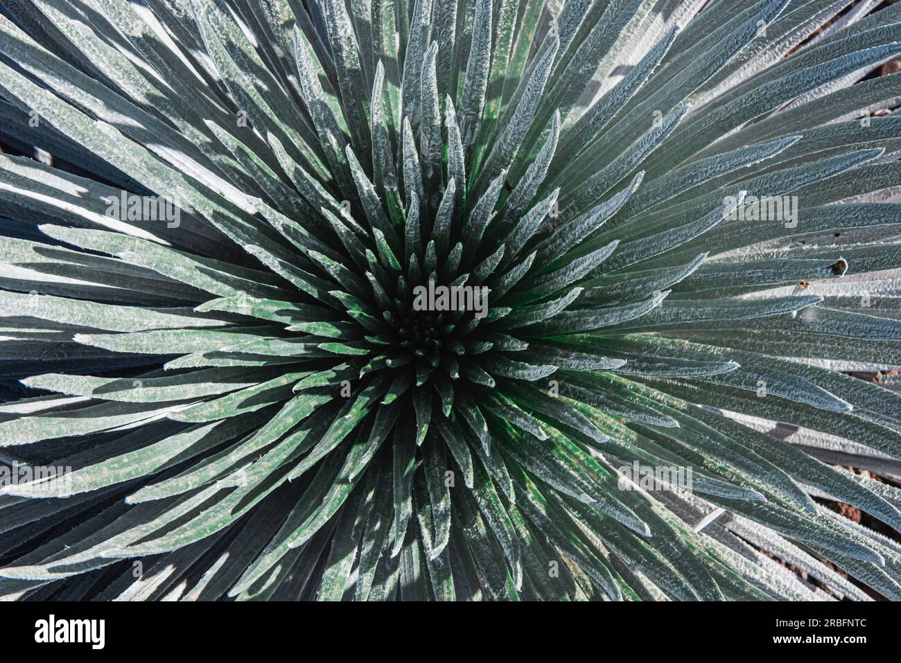 Close up view of the heart of a silversword plant Stock Photo - Alamy