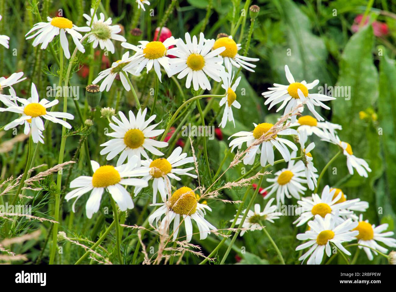 Summer meadow daisies sunny hi-res stock photography and images - Alamy
