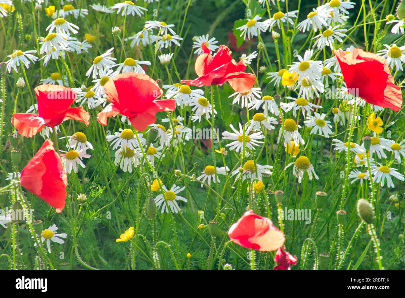 red poppies scottish wildflowers Stock Photo - Alamy
