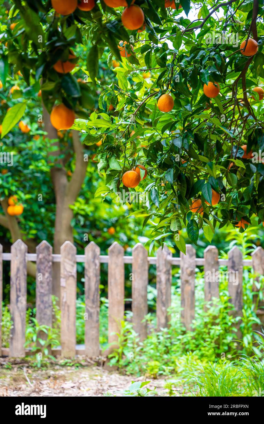 Orange trees with ripe fruits on plantation farm field. Harvest season ...