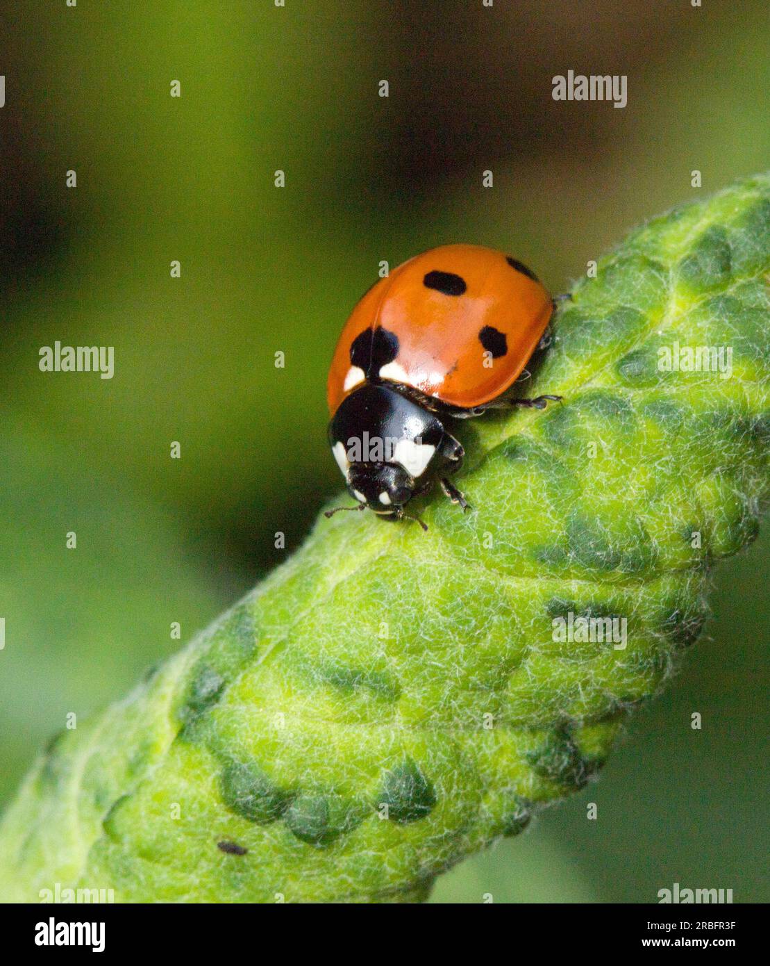 7 seven spot Ladybird Stock Photo - Alamy