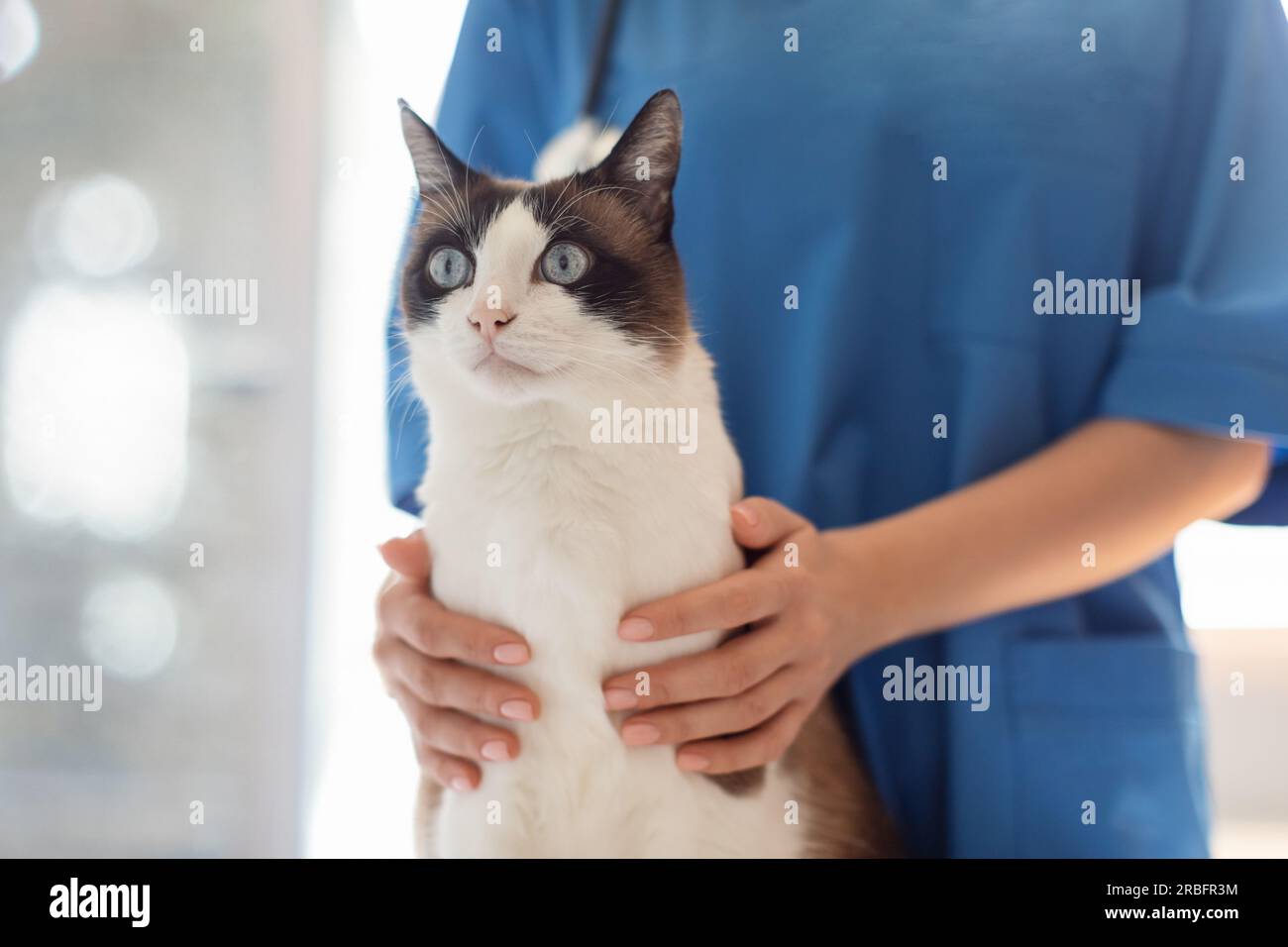 Caring for feline hi-res stock photography and images - Alamy