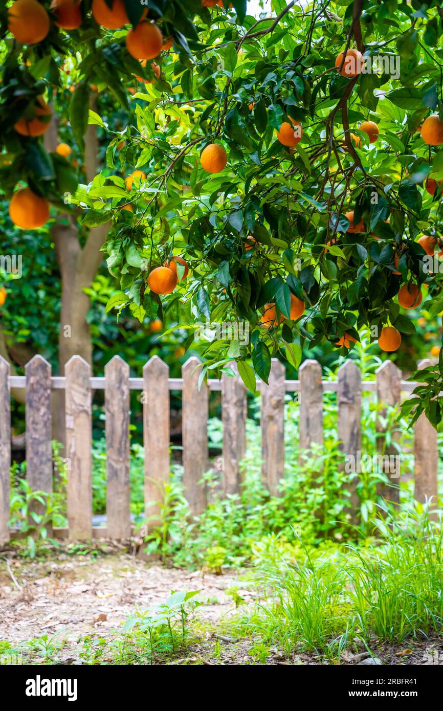 Orange trees with ripe fruits on plantation farm field. Harvest season ...