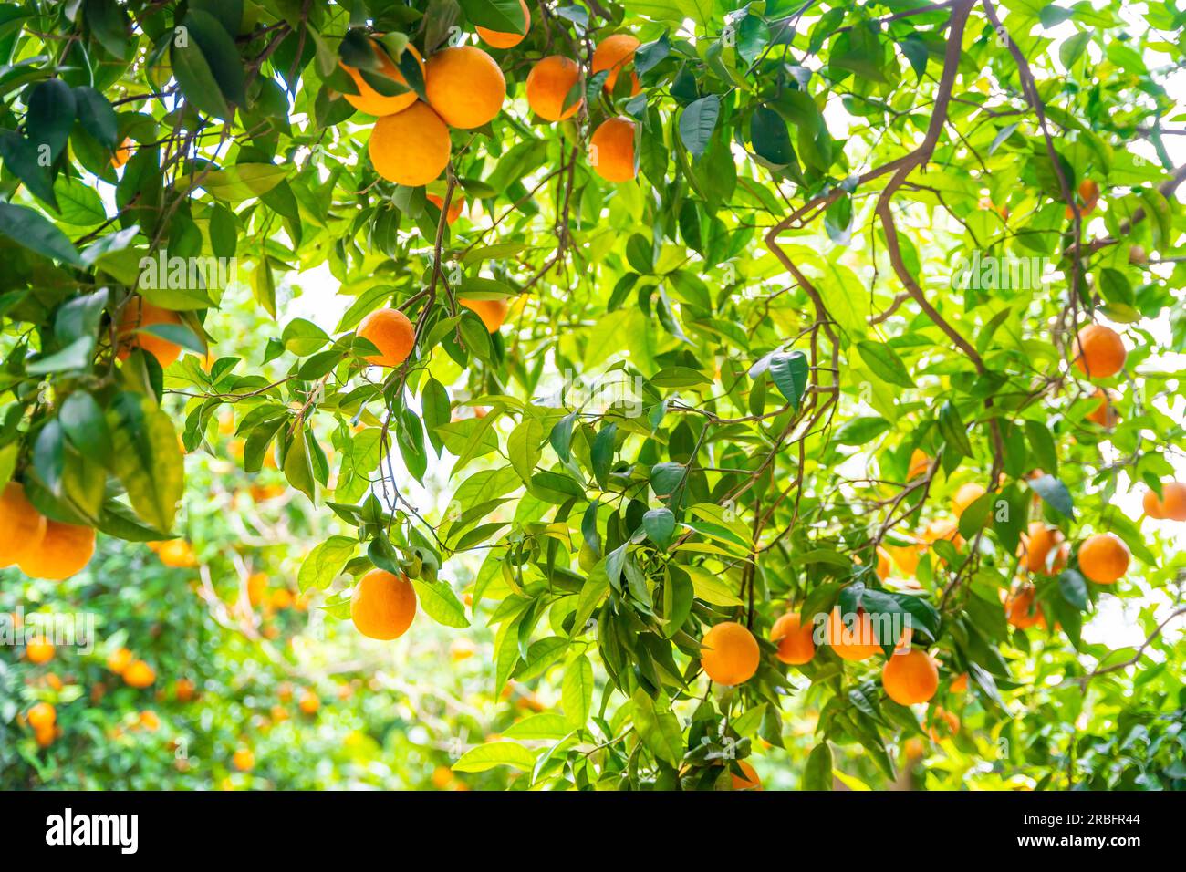 Orange trees with ripe fruits on plantation farm field. Harvest season ...
