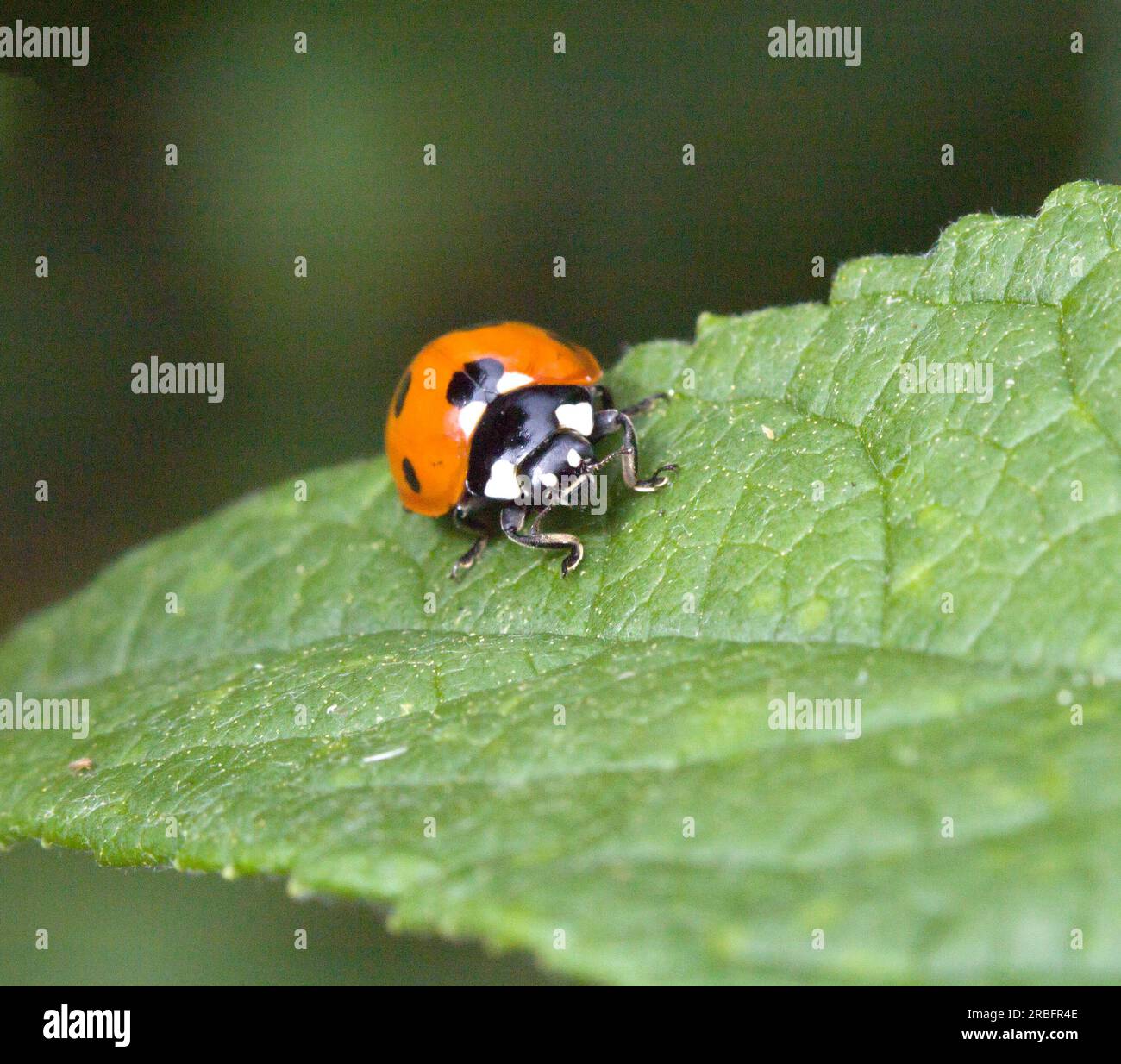 7 seven spot Ladybird Stock Photo - Alamy