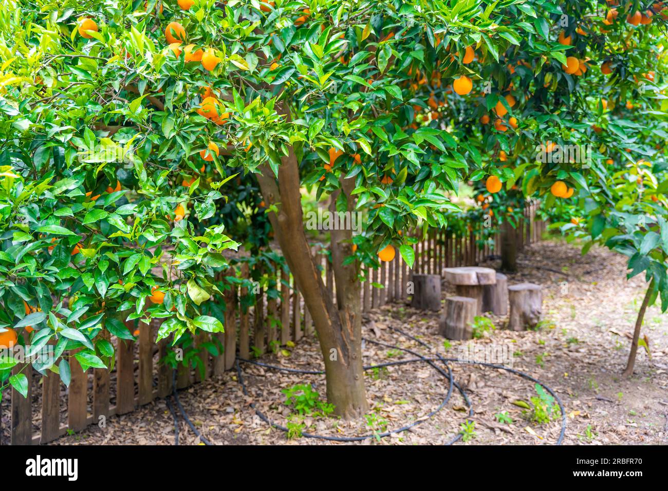 Orange trees with ripe fruits on plantation farm field. Harvest season ...