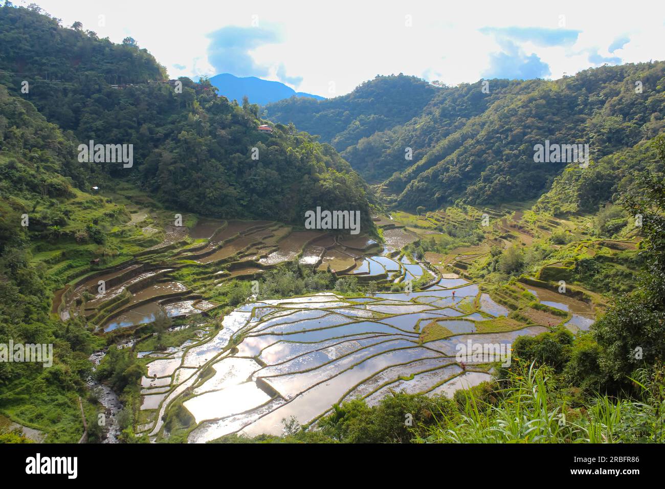 Unesco Batad Rice Terraces of the Philippine Cordilleras. Close up ...