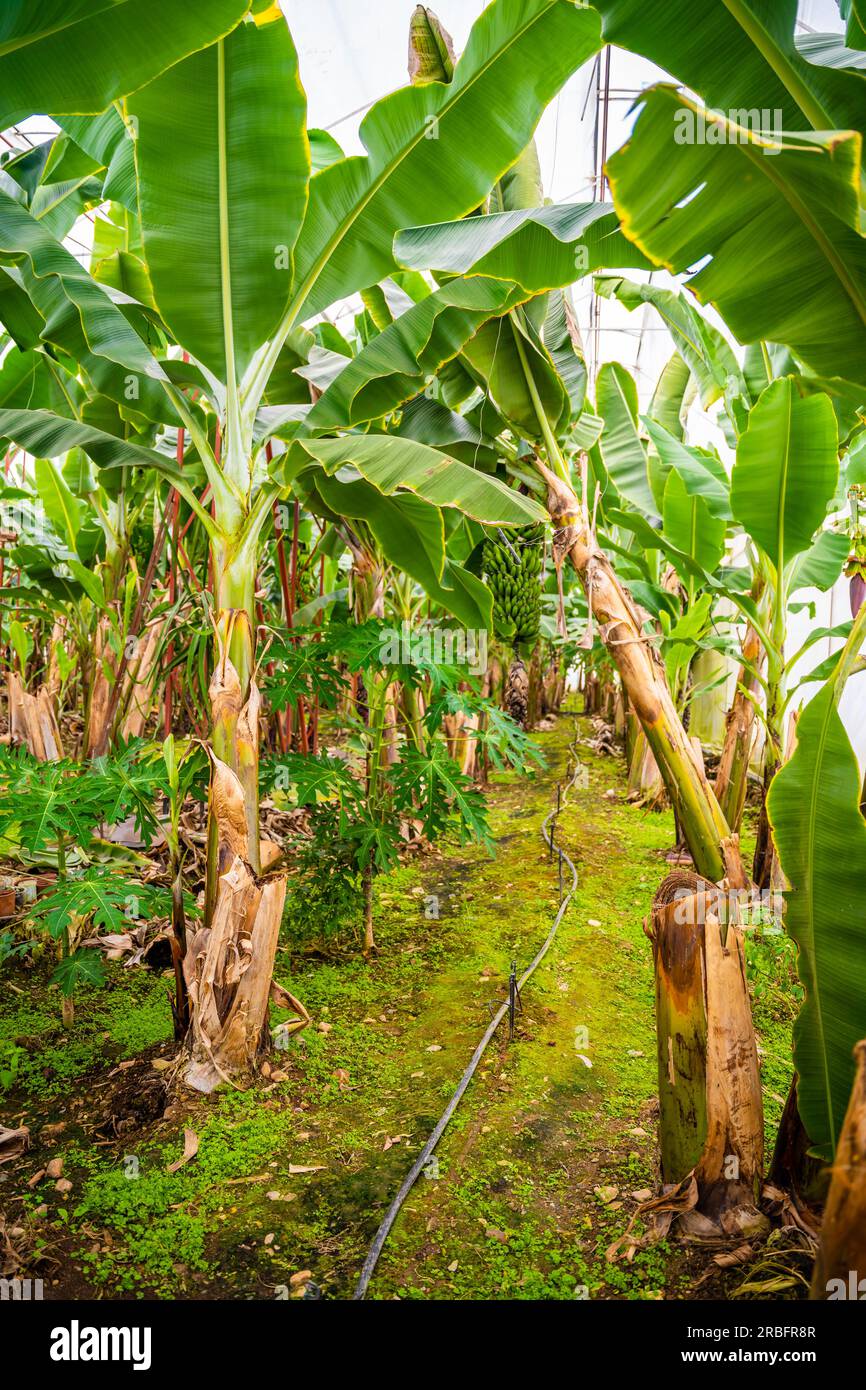 Bananas growing on banana bushes in plantation of Turkey Stock Photo ...