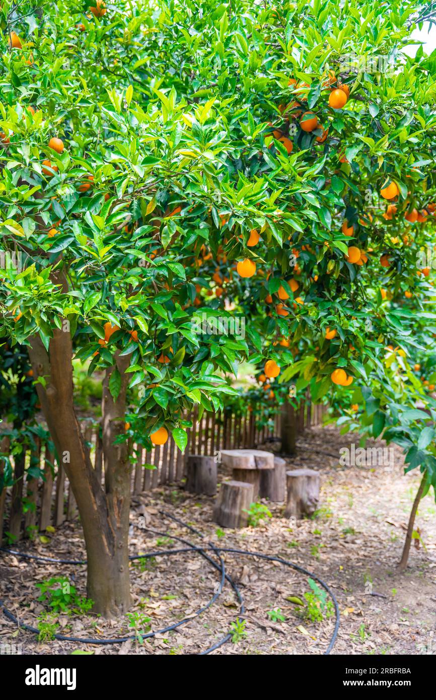 Orange trees with ripe fruits on plantation farm field. Harvest season ...