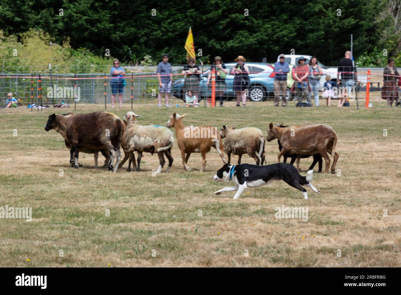 Border collie herding sheep hi-res stock photography and images - Alamy
