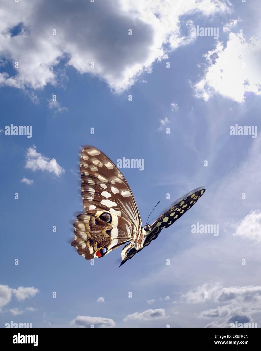 Butterfly outside cocoon hi-res stock photography and images - Alamy