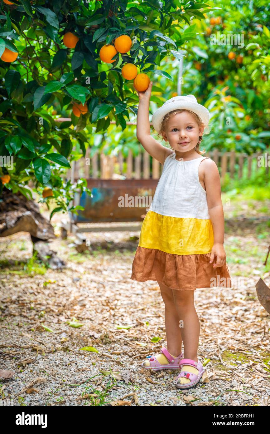 Little girl picking fresh ripe oranges in sunny orange tree garden in ...