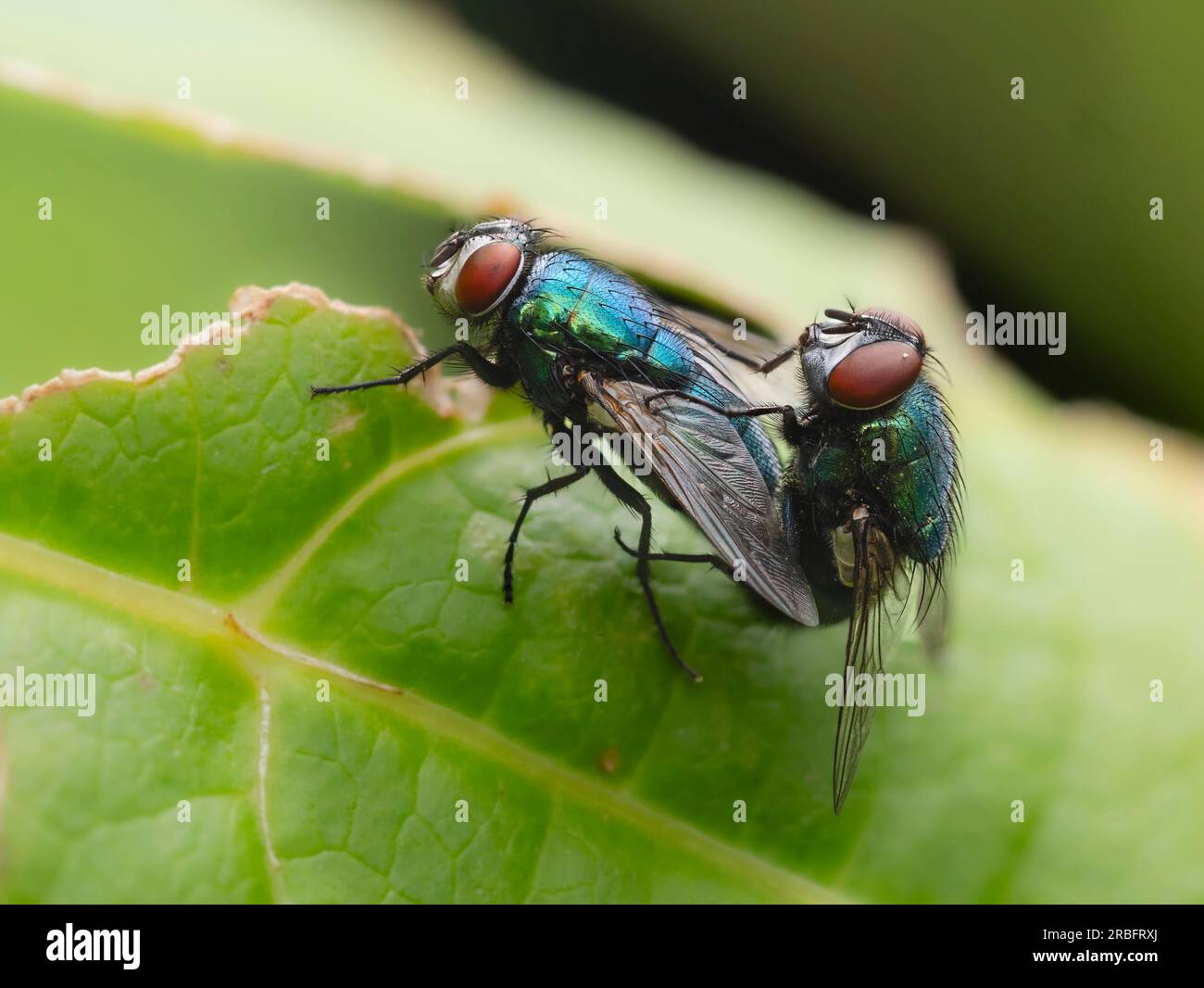 Male and female greenbottle flies, Lucilia caesar,mating in a UK garden ...
