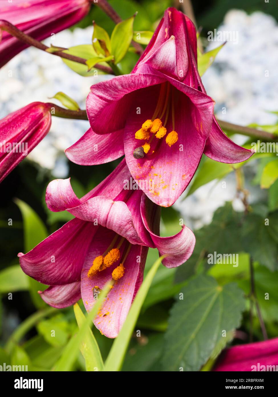 Fragrant, deep pink summer flowers of the trumpet lily, Lilium 'Pink ...