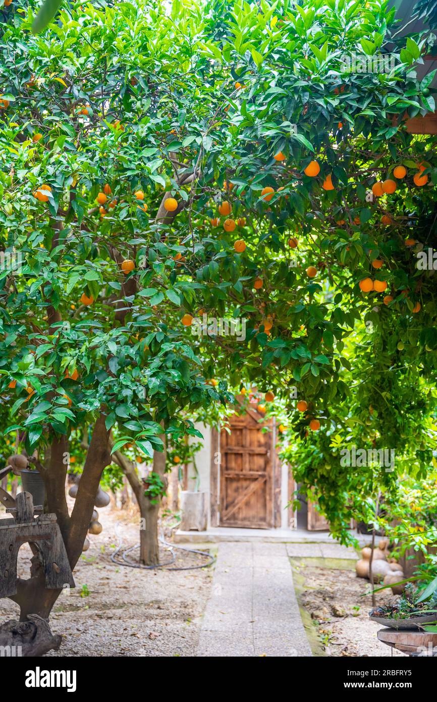 Orange trees with ripe fruits on plantation farm field. Harvest season ...