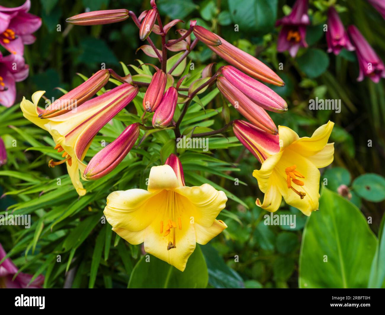 Fragrant golden trumpet flowers and red buds of the hardy lily, Lilium ...