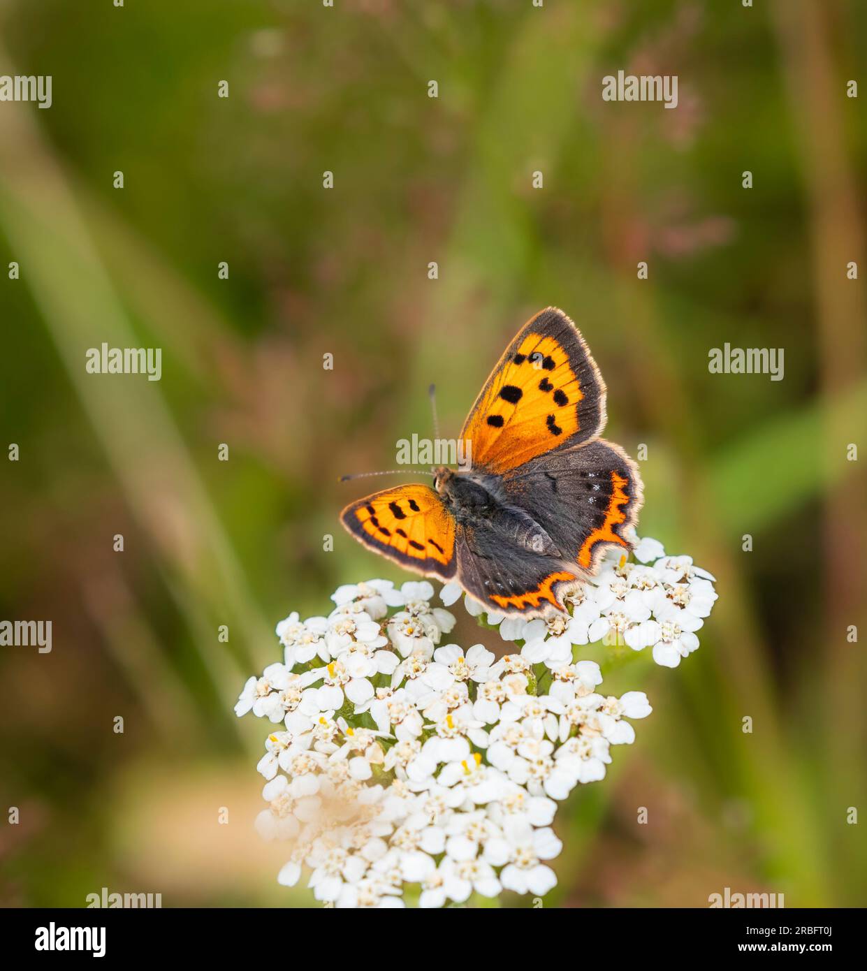 Achillea millefolium orange hi-res stock photography and images - Alamy