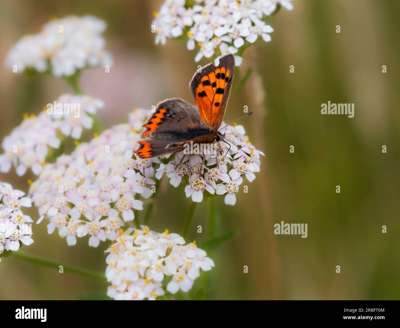 Achillea millefolium orange hi-res stock photography and images - Alamy