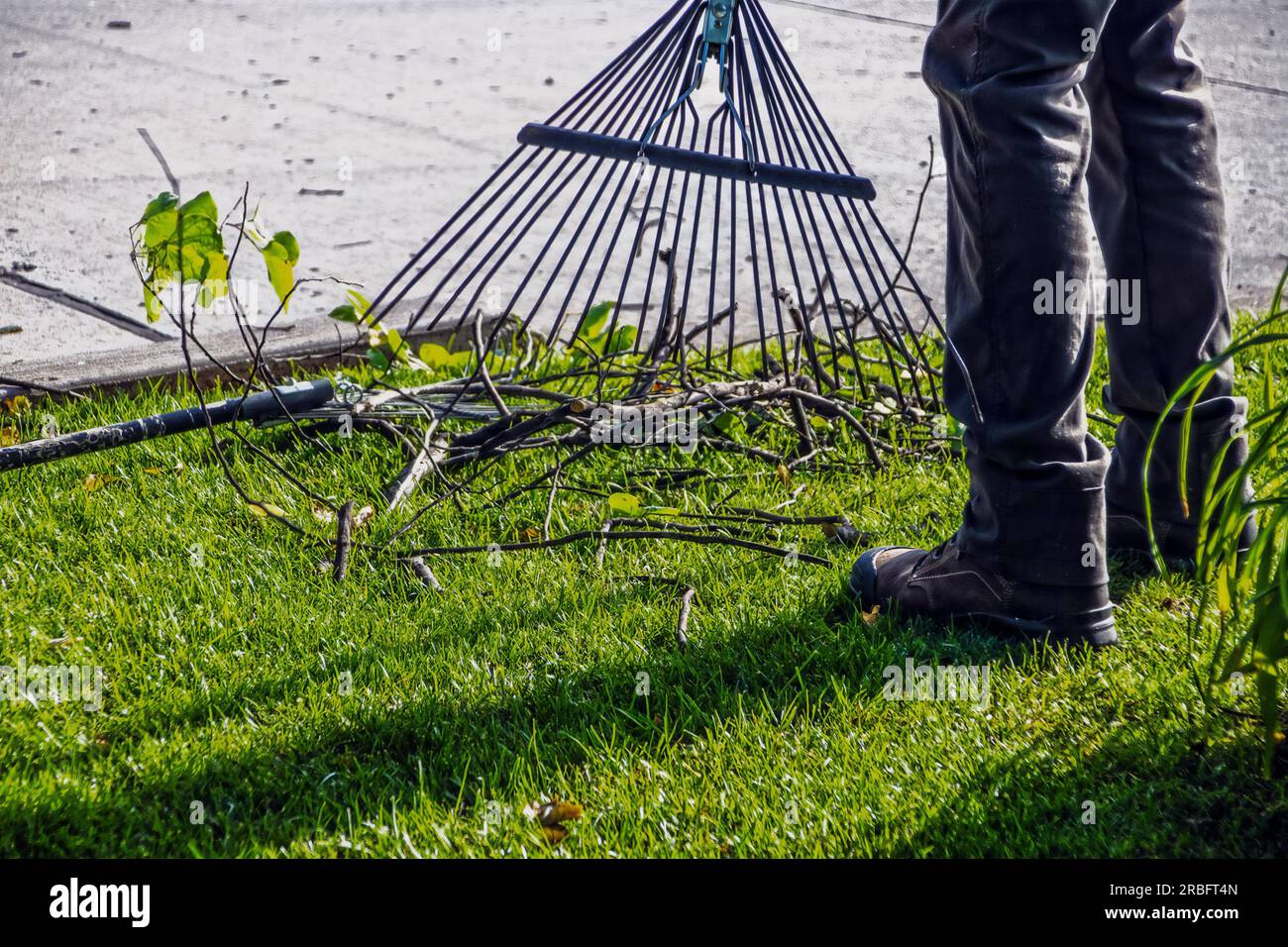 Yard man cleaning up fallen limbs with rake in yard by street - closeup ...