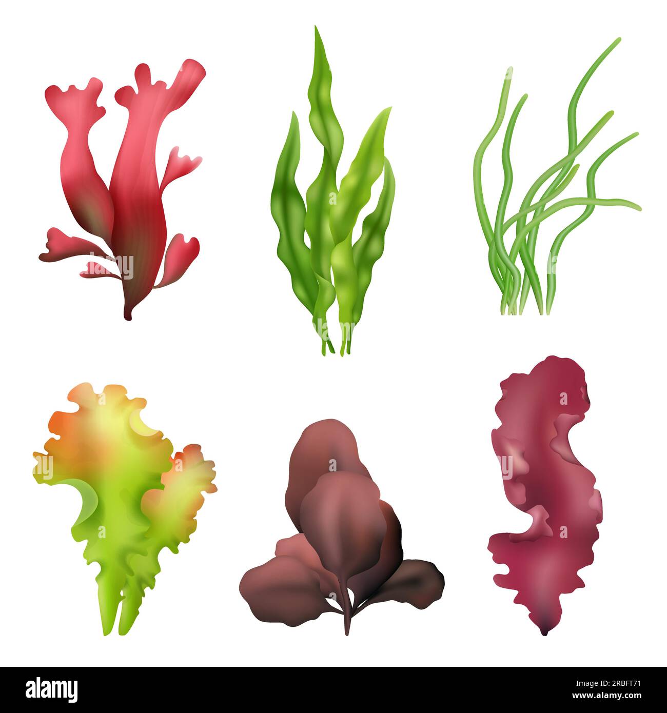 Realistic seaweed. Spirulina underwater live leaves of seaweed colored ...