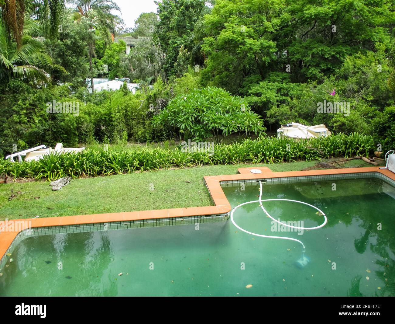 Dirty green swimming pool with vaccum in it in very green tropical ...