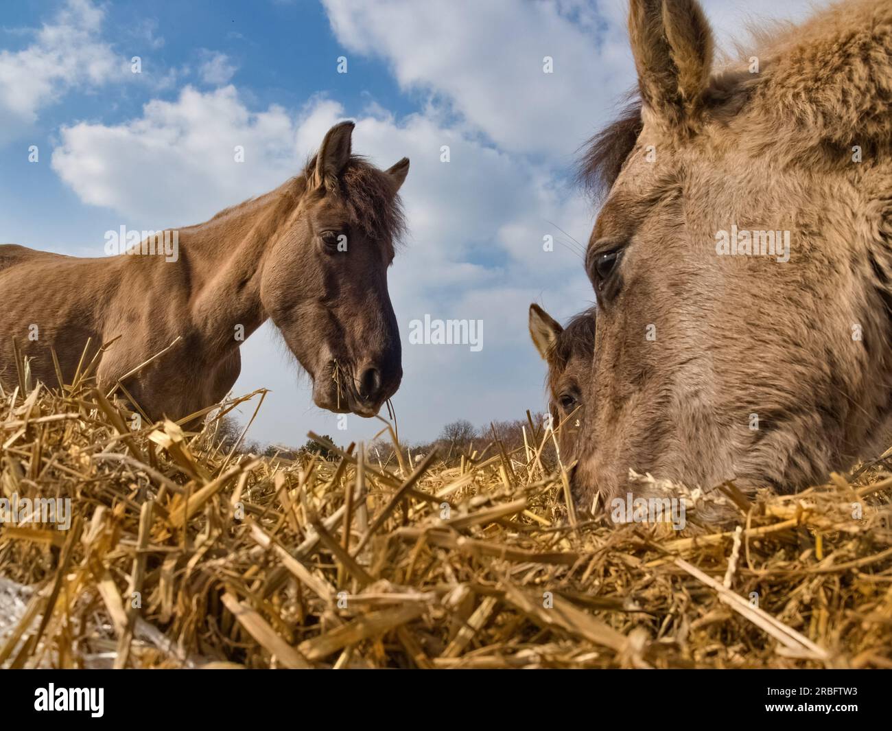 Wild horses being close in thuringia at spring Stock Photo - Alamy