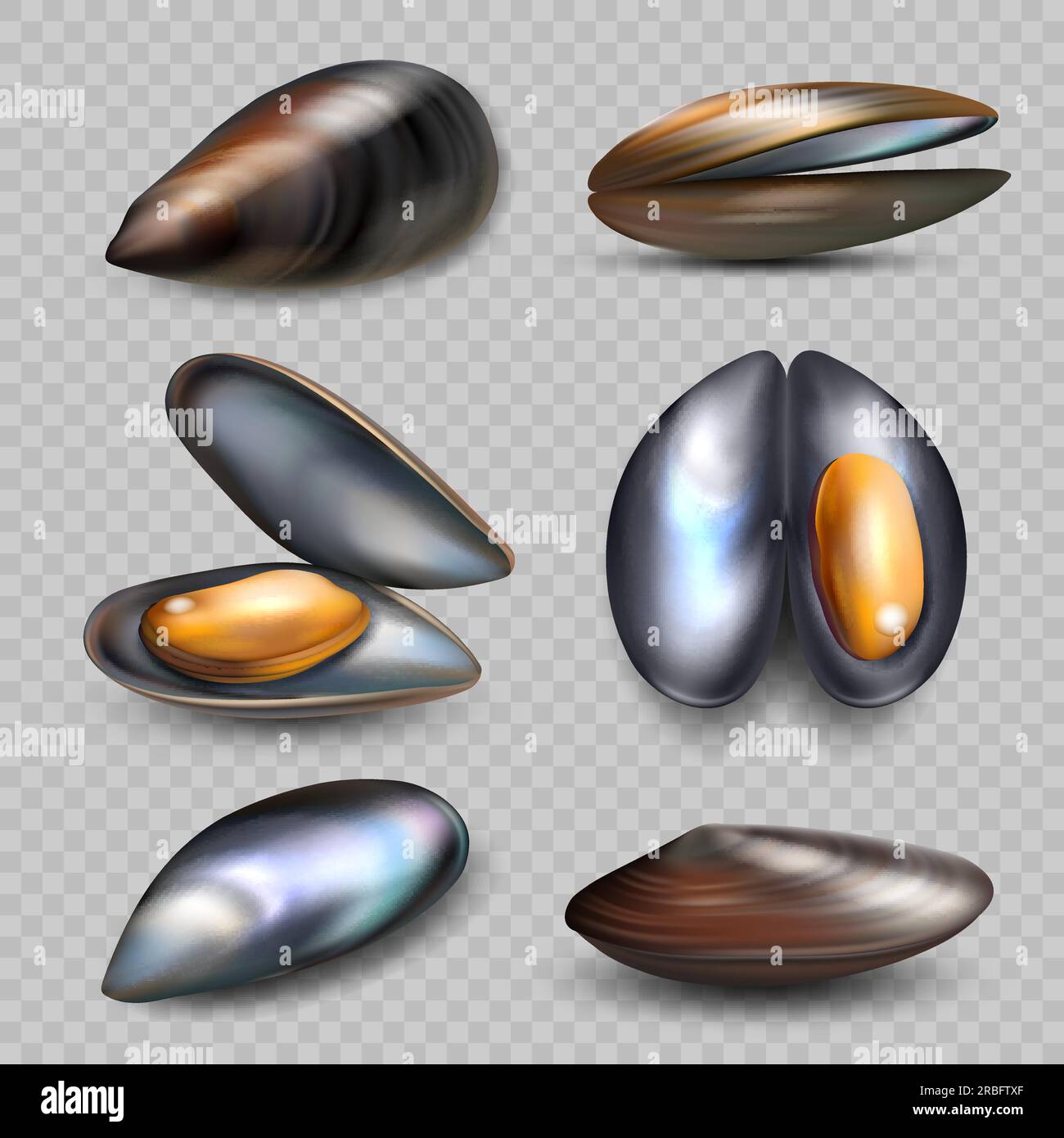 Realistic mussels. Exotic seafood mussels illustrations in various view ...