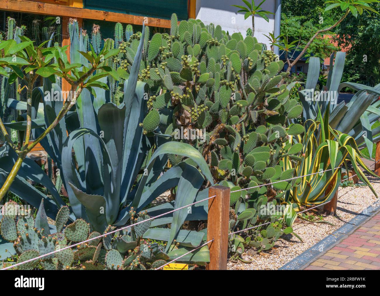 Cacti as an ornamental bush Stock Photo - Alamy