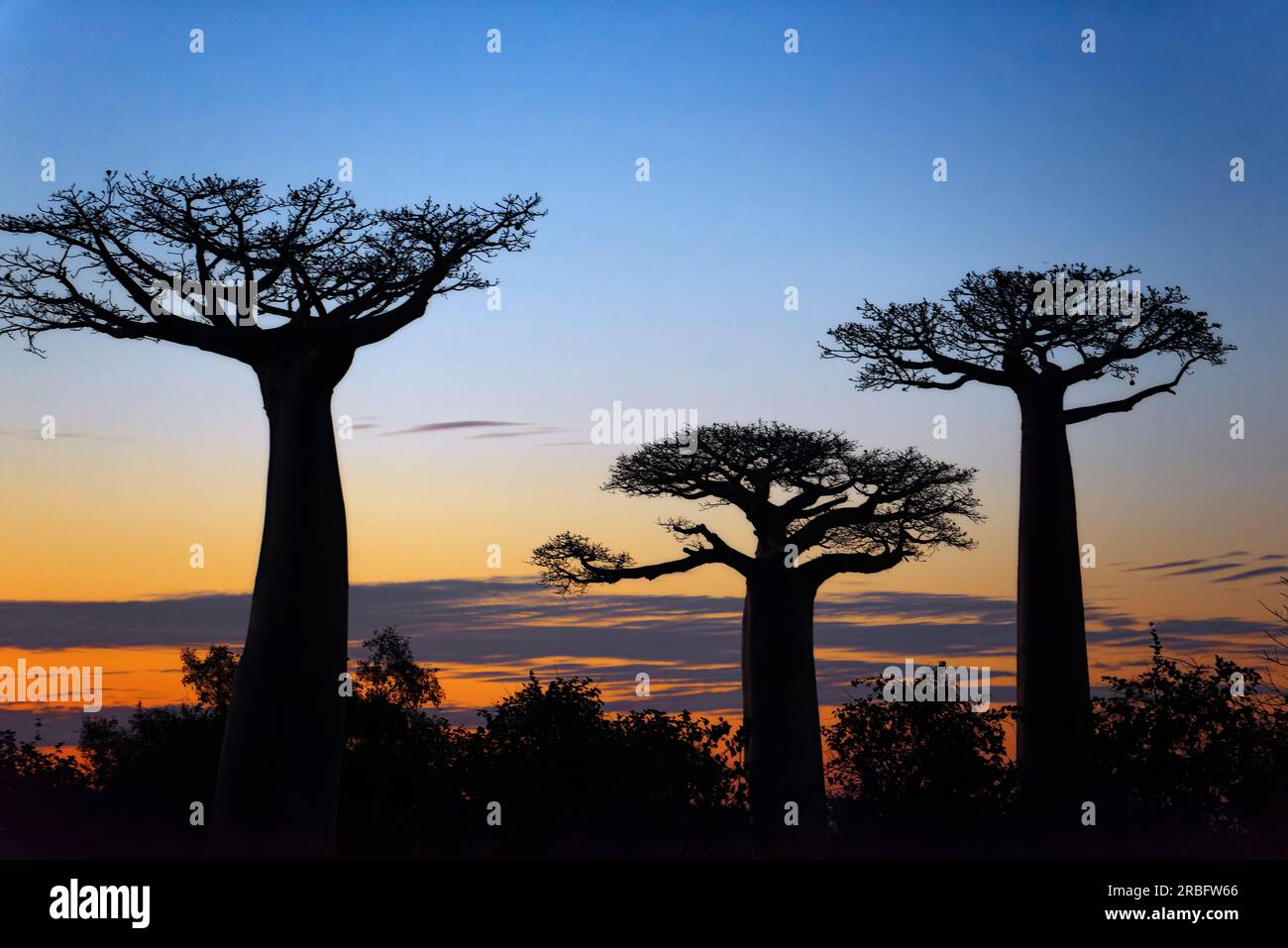 Baobabs trees at sunset in the baobab avenue in Morondava, Menabe ...