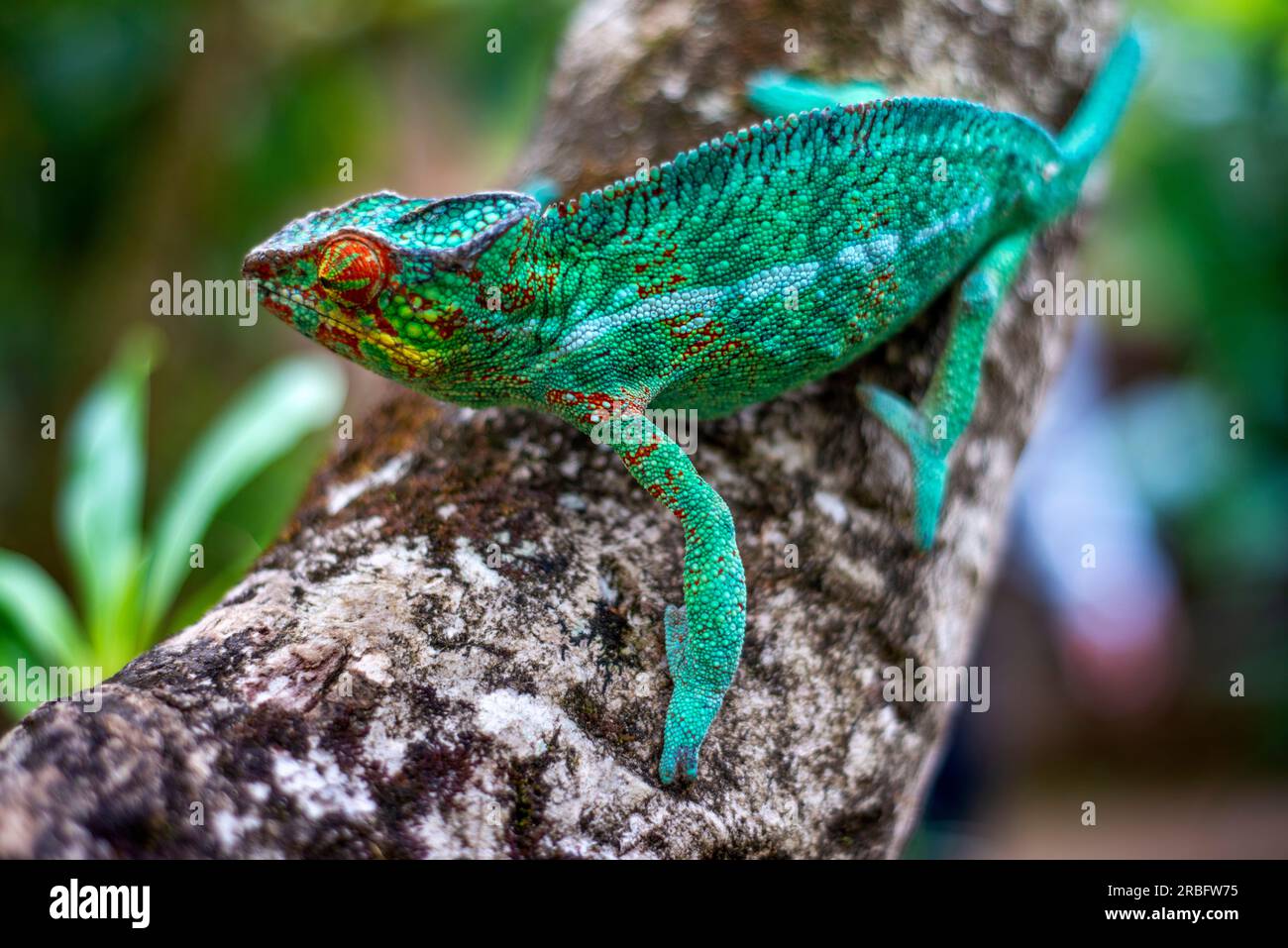PANTHER CHAMELEON, MALE ON BRANCH (FURCIFER PARDALIS) in Mandraka park ...