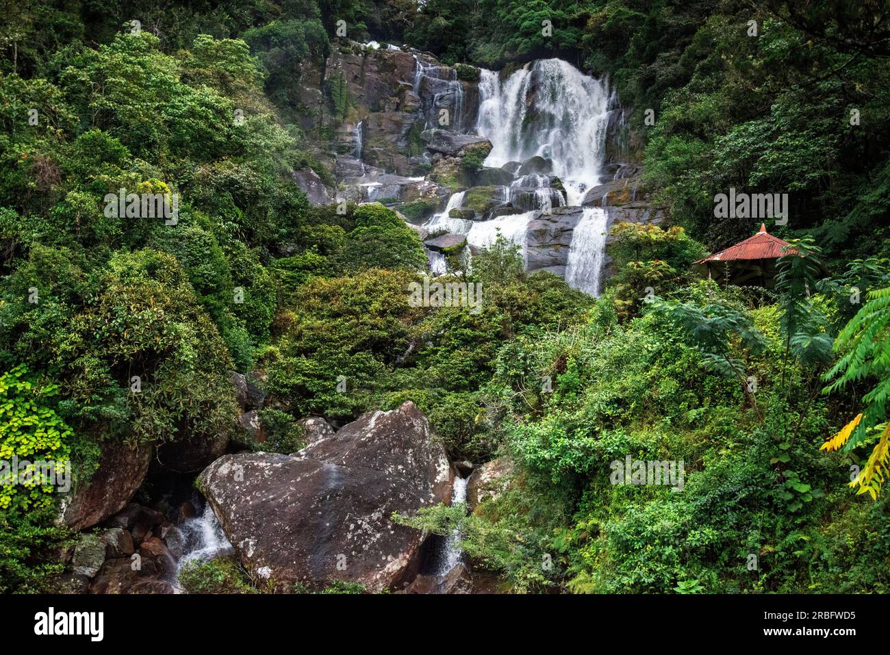 Madagascar rainforest train hi-res stock photography and images - Alamy