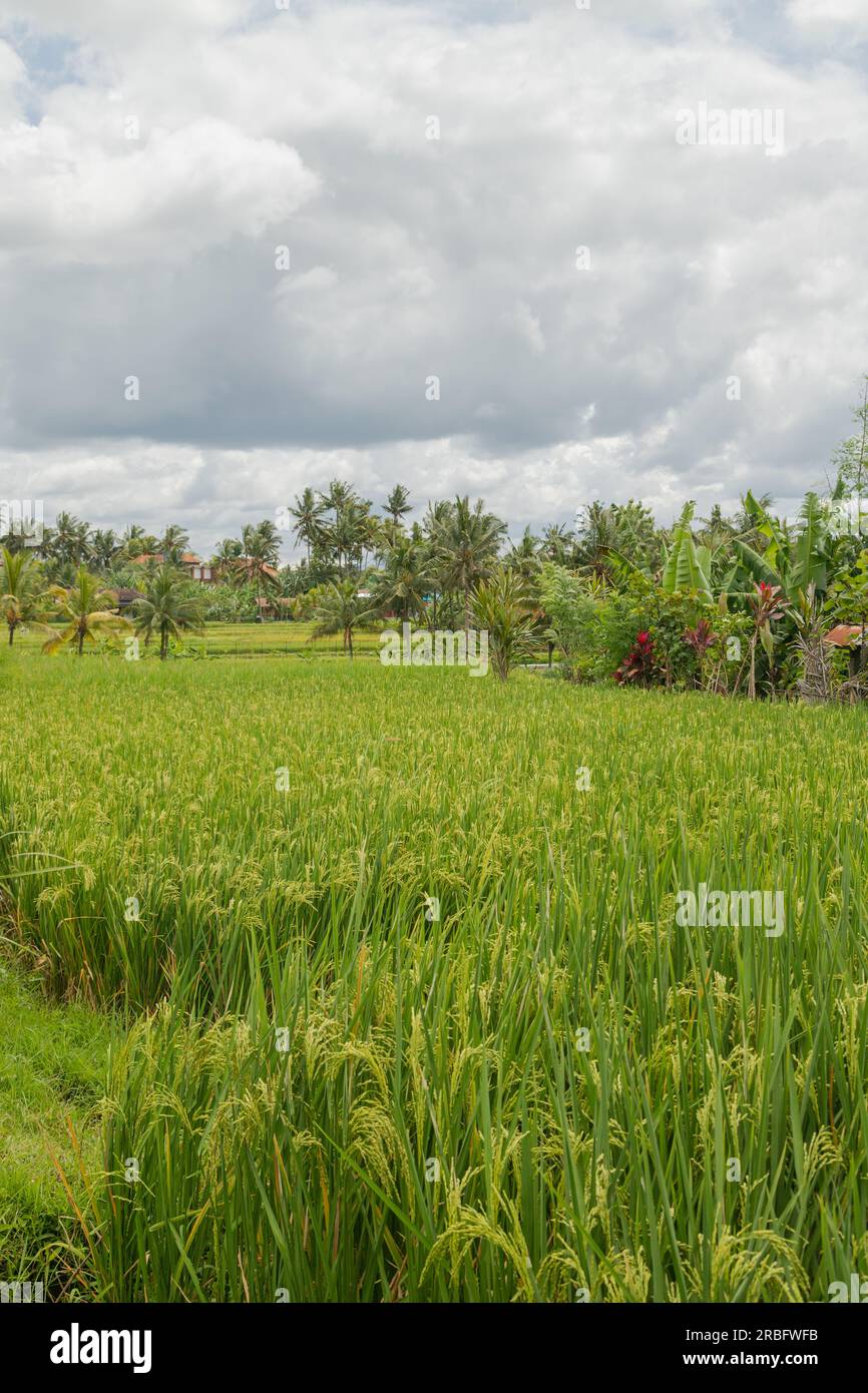 Rice fields in countryside, Ubud, Bali, Indonesia, green grass, large ...