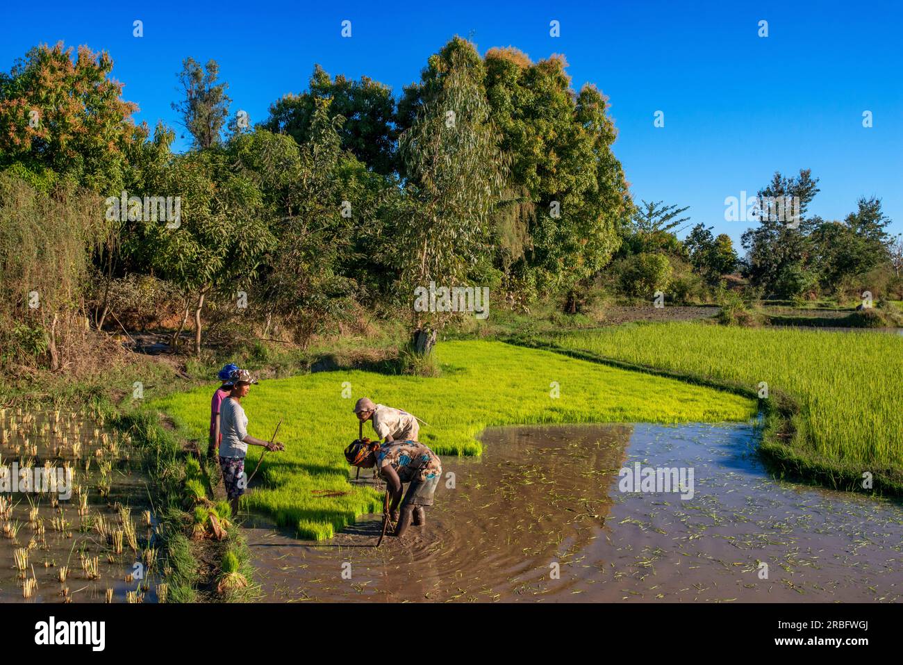 Malagasy women harvesting rice by hand near Morondava, Menabe region ...
