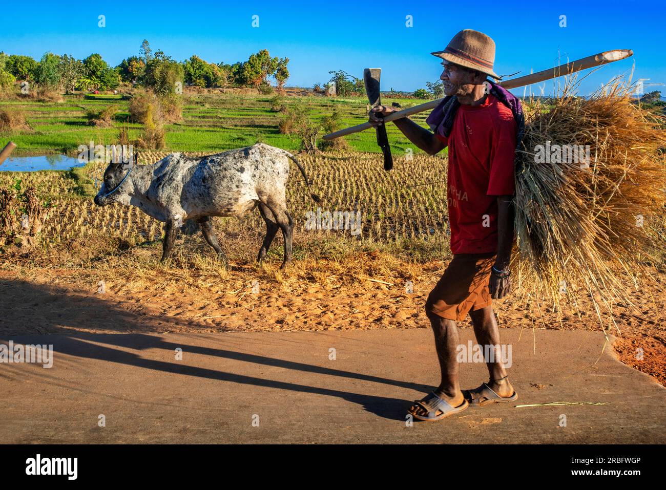 Madagascar rice dish hi-res stock photography and images - Alamy