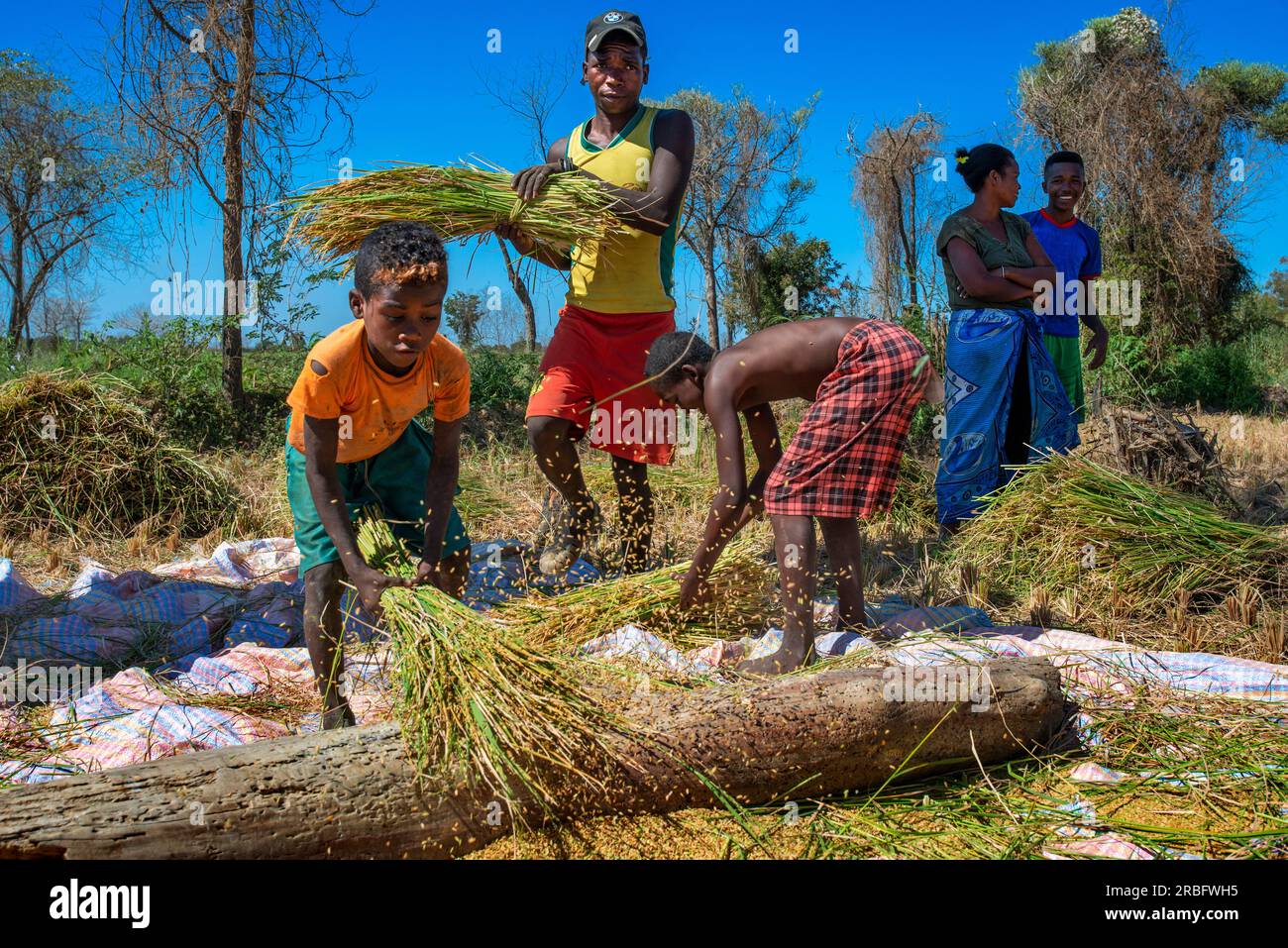 Malagasy local people of ethnic Sakalava pulling the grain of rice from ...