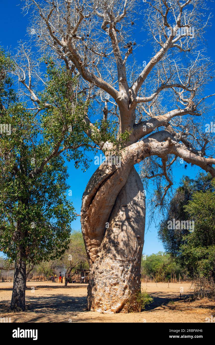 Baobab amoreux hi-res stock photography and images - Alamy