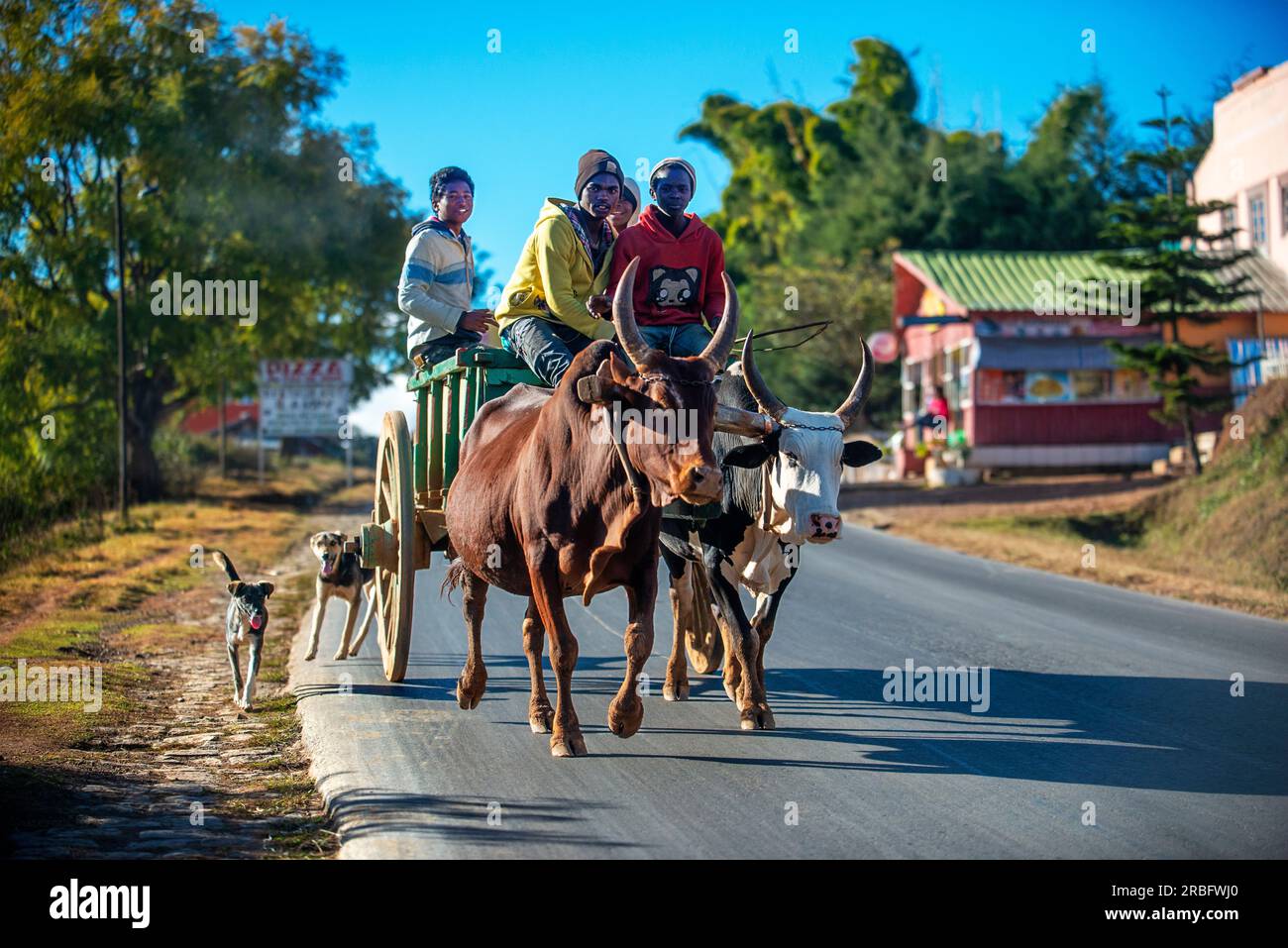 African ox and cart hi-res stock photography and images - Alamy