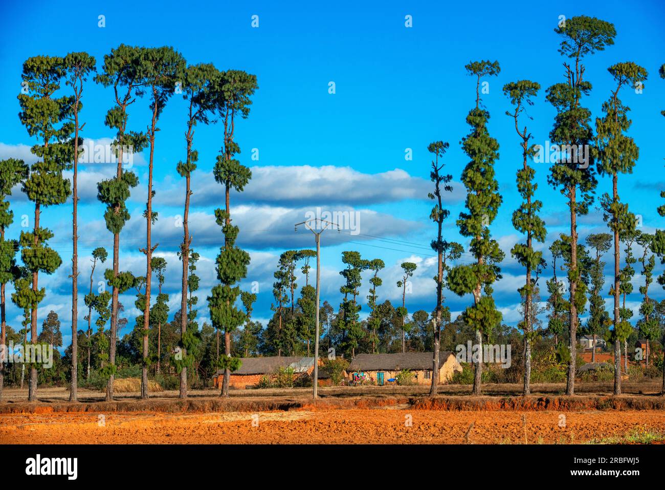Big trees and mud houses village on terrace fields, Antsirabe, Central ...