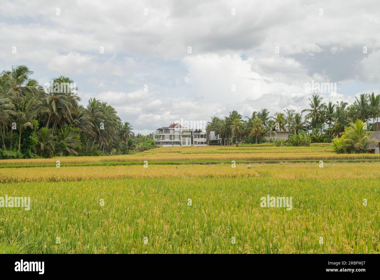 Rice fields in countryside, Ubud, Bali, Indonesia, green grass, large ...