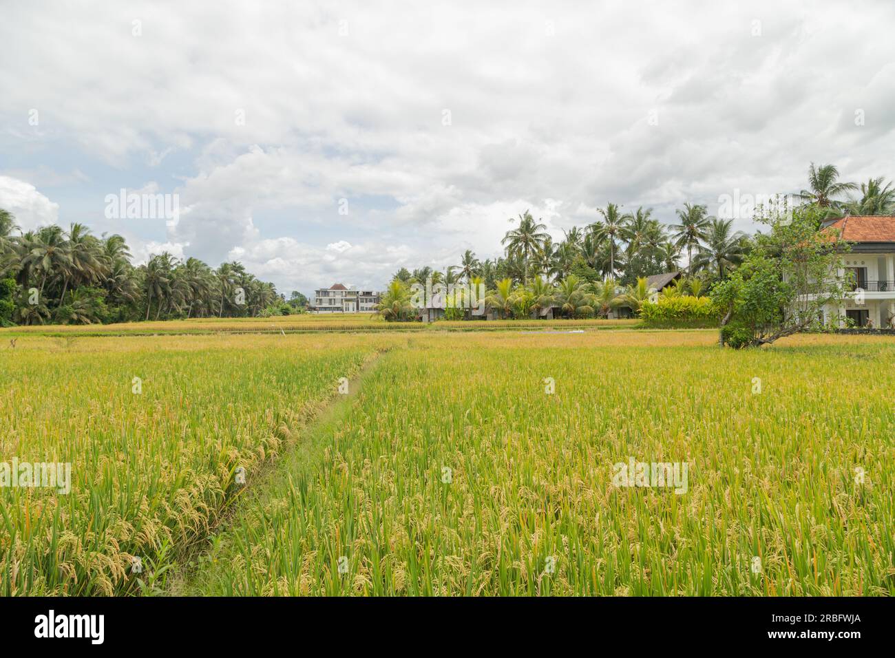 Rice fields in countryside, Ubud, Bali, Indonesia, green grass, large ...