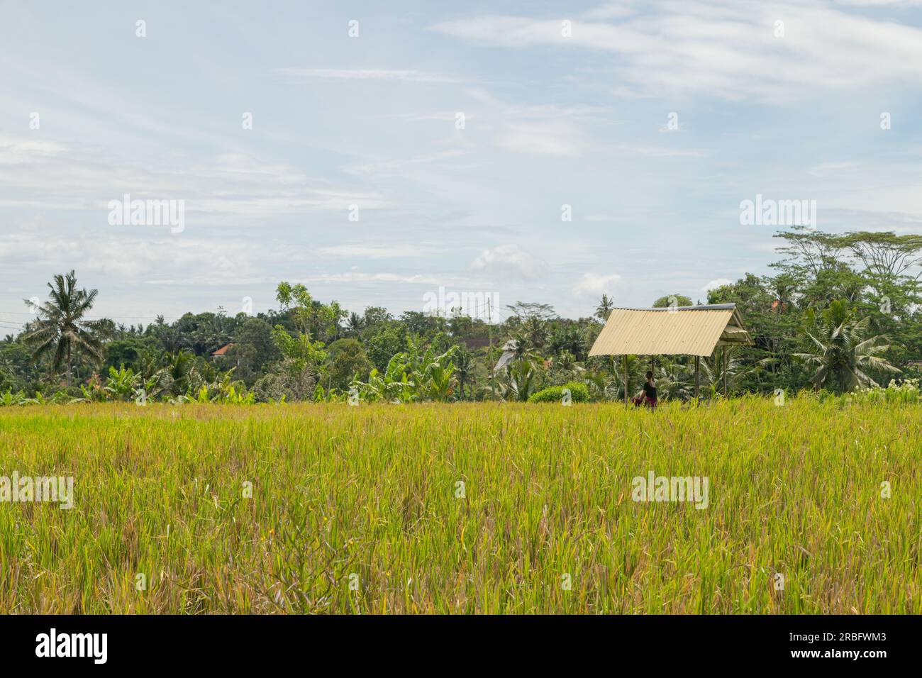 Rice fields in countryside, Ubud, Bali, Indonesia, green grass, large ...