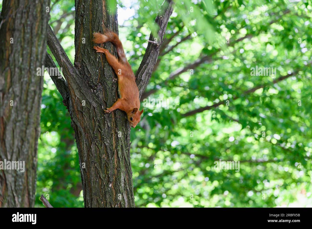 Fox Squirrel sitting on tree branch in park Stock Photo - Alamy