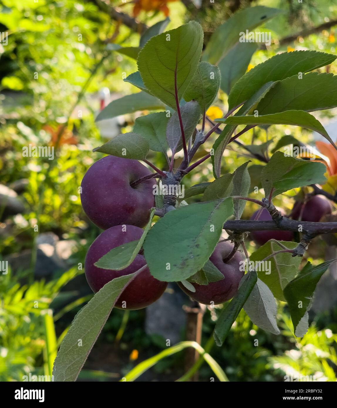 Red apples growing on trees for harvest in a rural garden outdoors ...