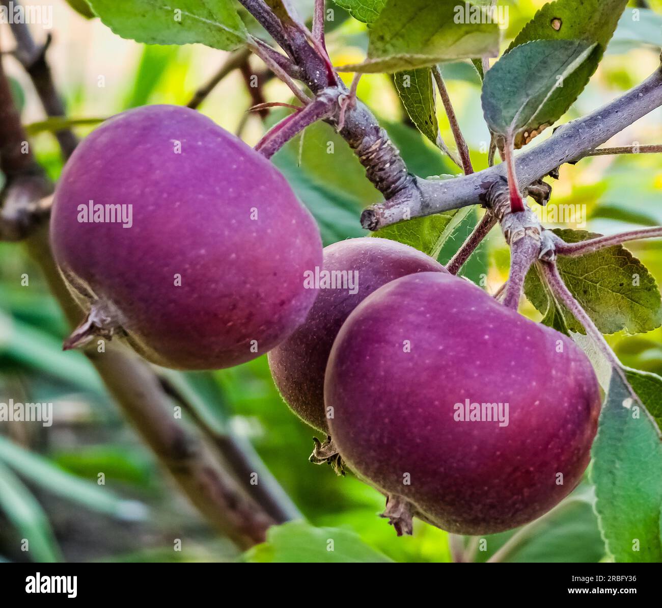 Red apples growing on trees for harvest in a rural garden outdoors ...