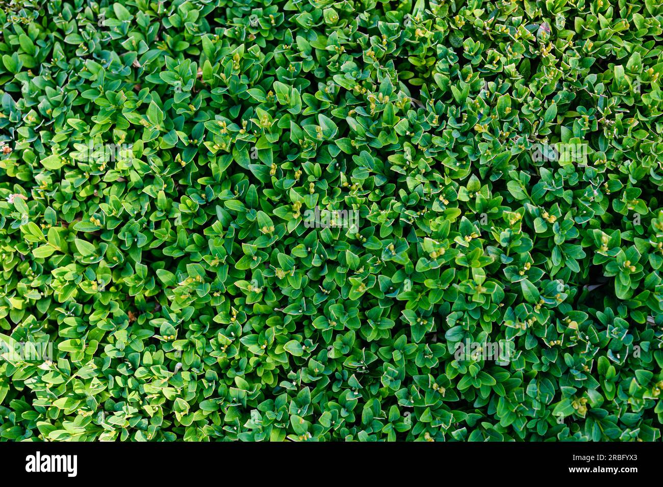 Trimmed bush hi-res stock photography and images - Alamy